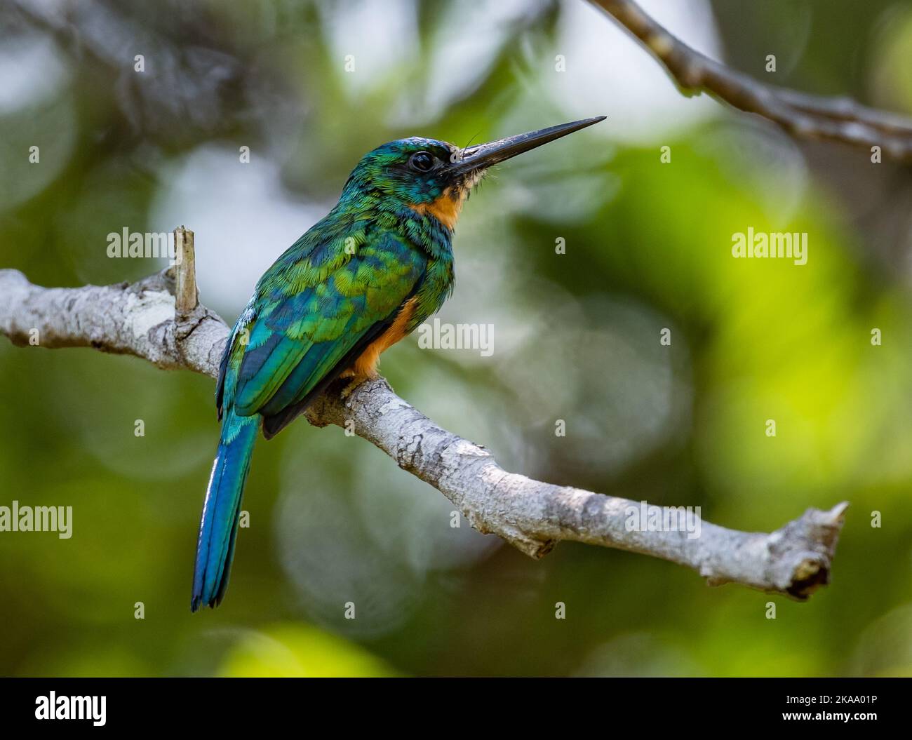 A Green-tailed Jacamar (Galbula galbula) perched on a branch. Roraima ...