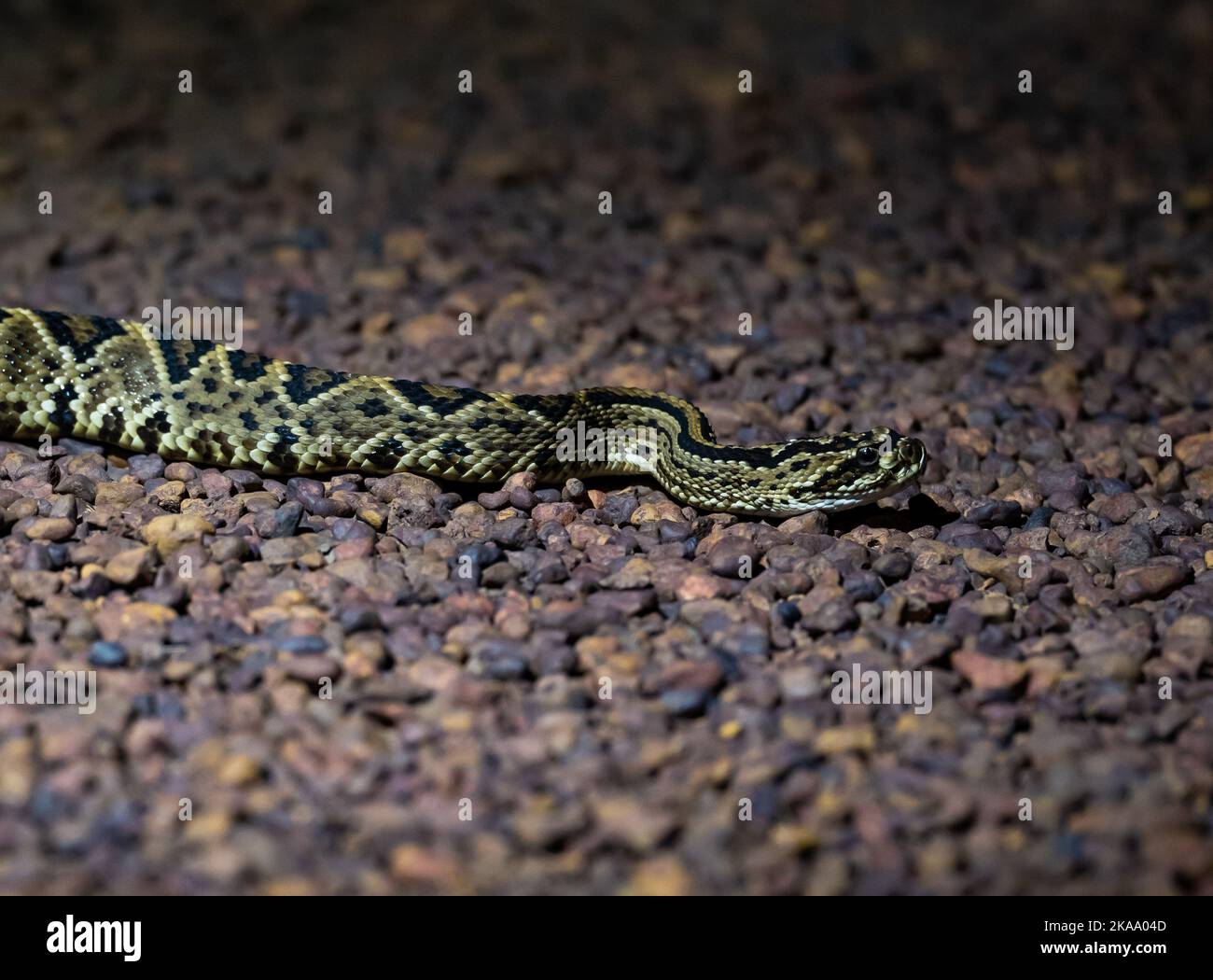 A large Roraima Rattlesnake (Crotalus durissus ssp. ruruima) on the ...