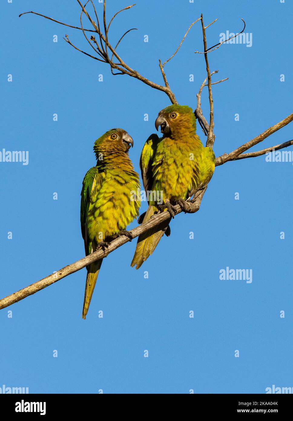 South american parakeets hi-res stock photography and images - Alamy