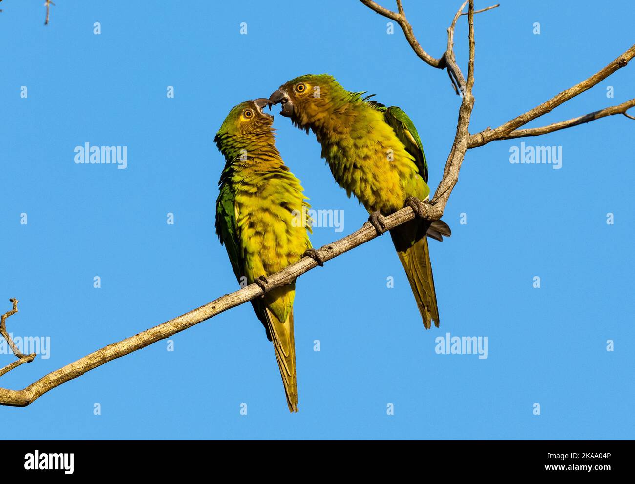 Couple parakeet hi-res stock photography and images - Alamy
