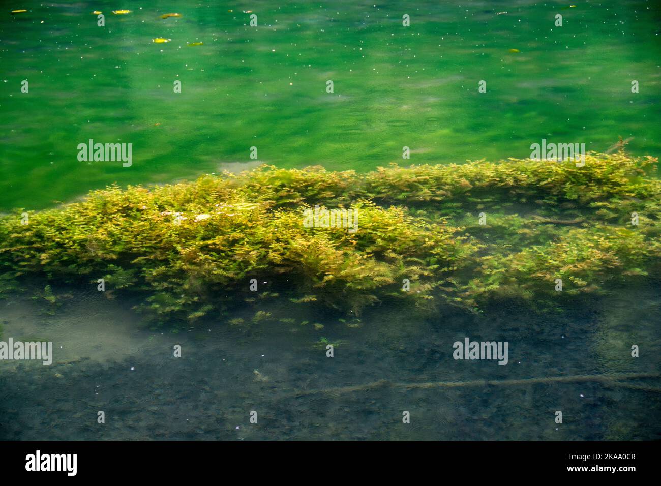 Grza lake hi-res stock photography and images - Alamy