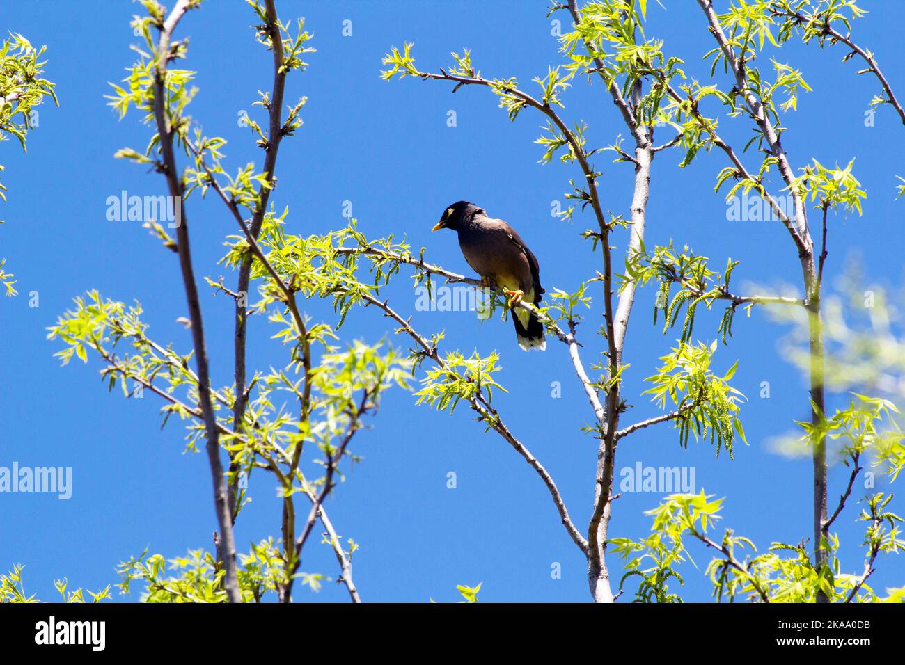 An Australian Common Myna (Acridotheres tristis) perching on a tree in ...