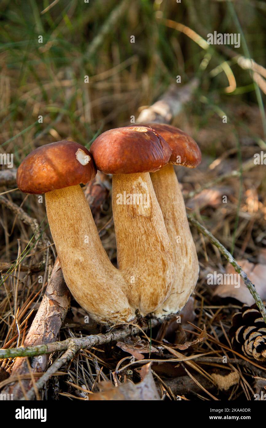 Triple Boletus mushroom in the wild. Porcini mushroom (cep, porcino or ...