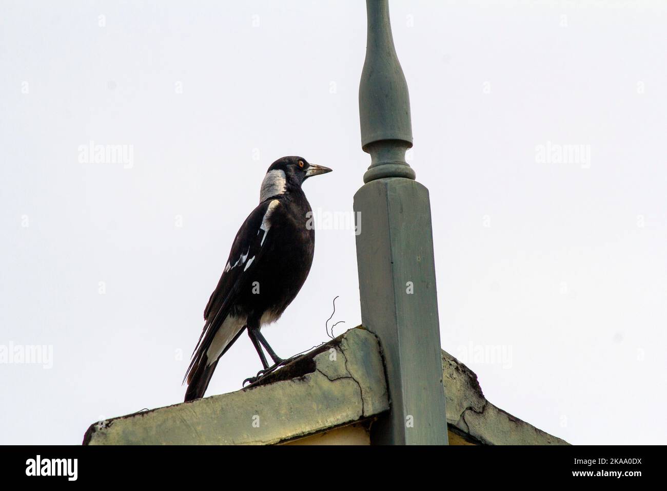 Magpie house hi-res stock photography and images - Alamy