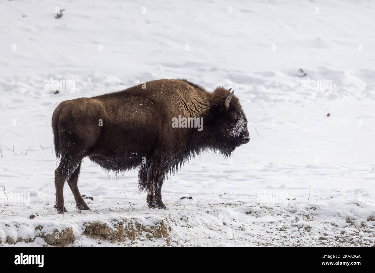 Bison in Winter in Yellowstone National Park Wyoming Stock Photo - Alamy