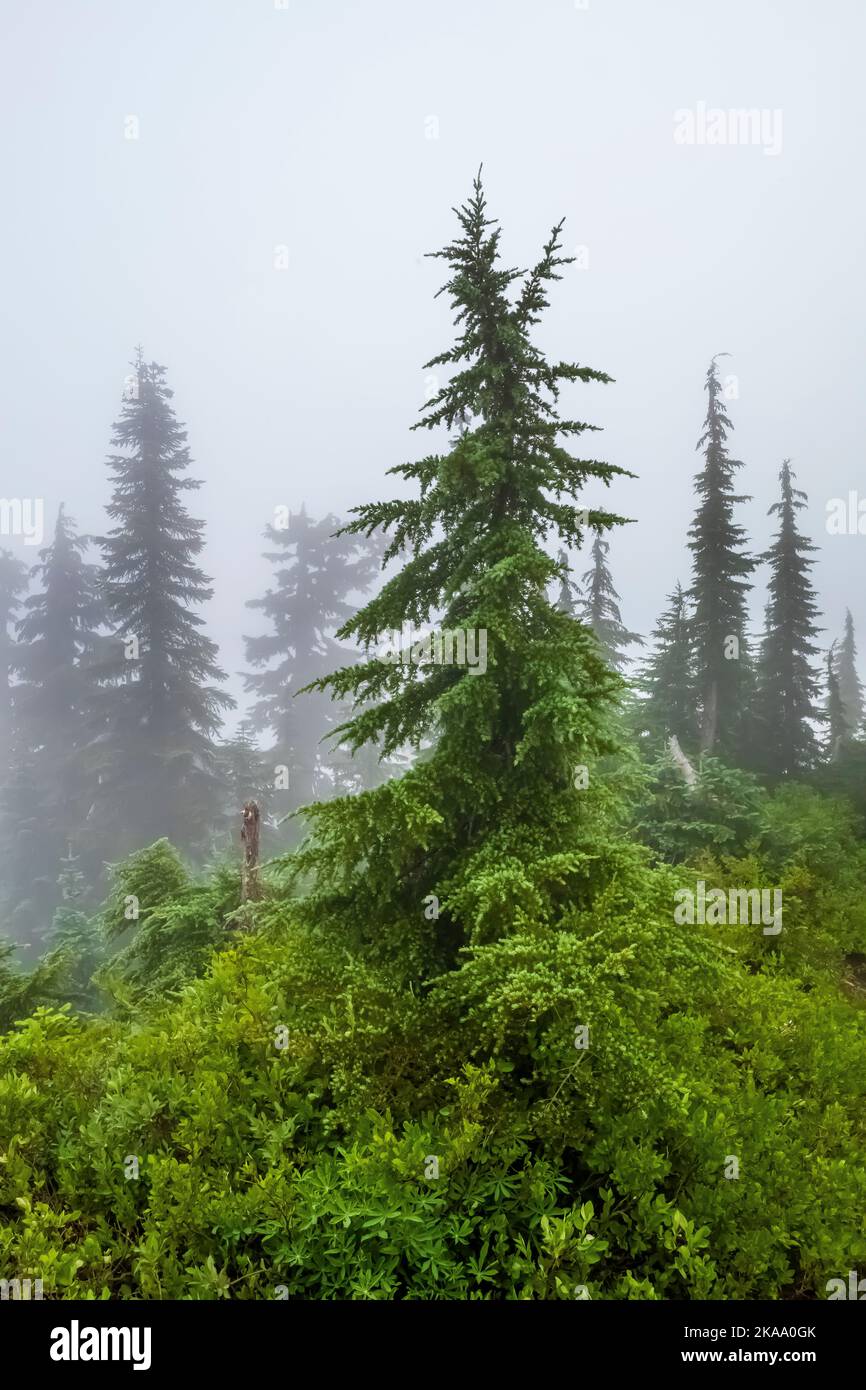 Forest around Evergreen Mountain Lookout on a foggy morning, Mt. Baker–Snoqualmie National ...