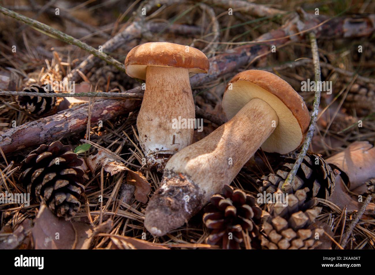 Two Boletus mushrooms in the wild. Porcini mushrooms (cep, porcino or ...