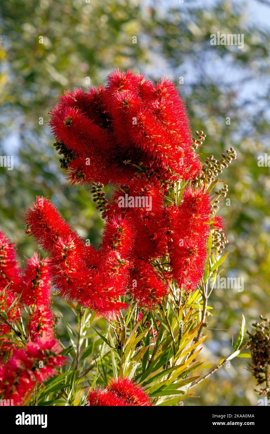 Close up view of bottle brush Callistemon flower in Sydney, NSW ...