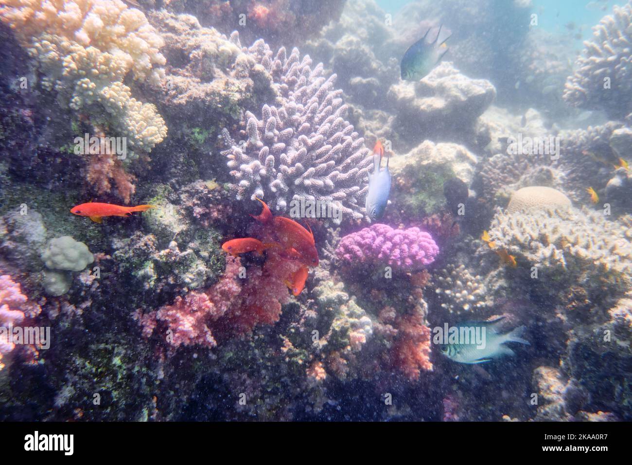 A scenic shot of fish, underwater plants, and coral reefs in the Red ...