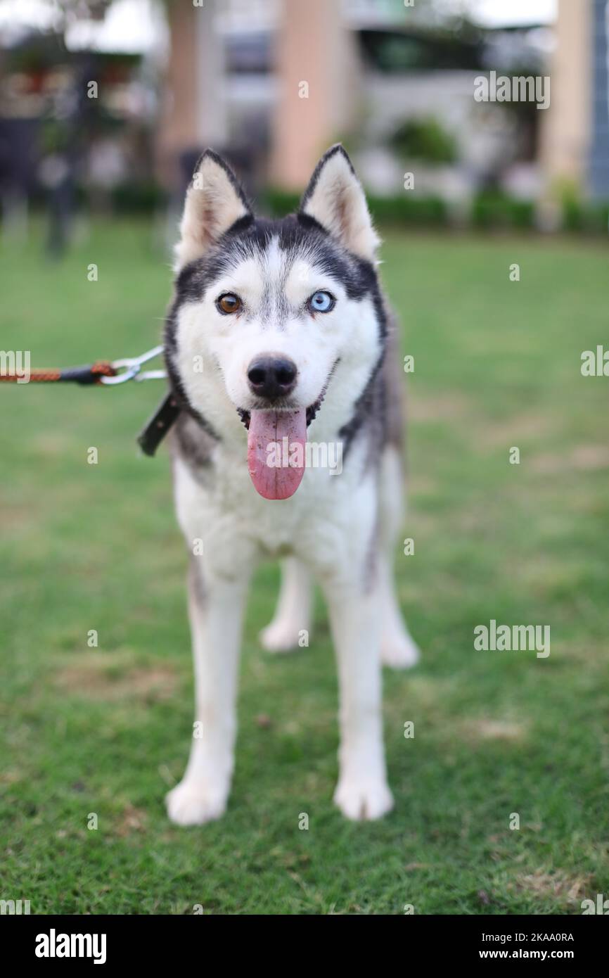 A vertical closeup of the Siberian Husky on the green lawn in the park ...