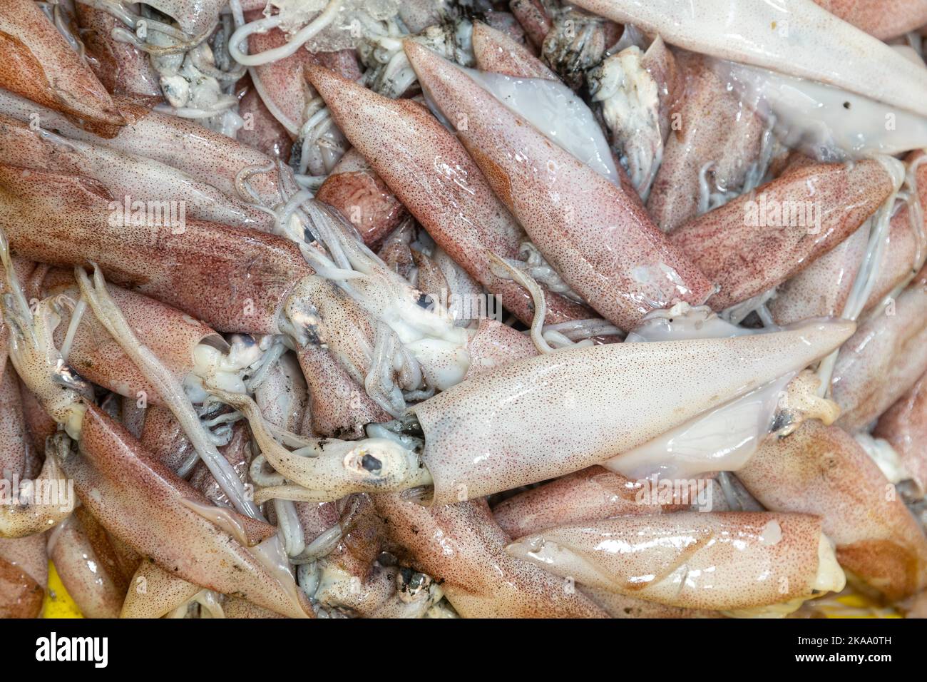 Many squids in a box for sale at the fish market in Acre Israel Stock ...