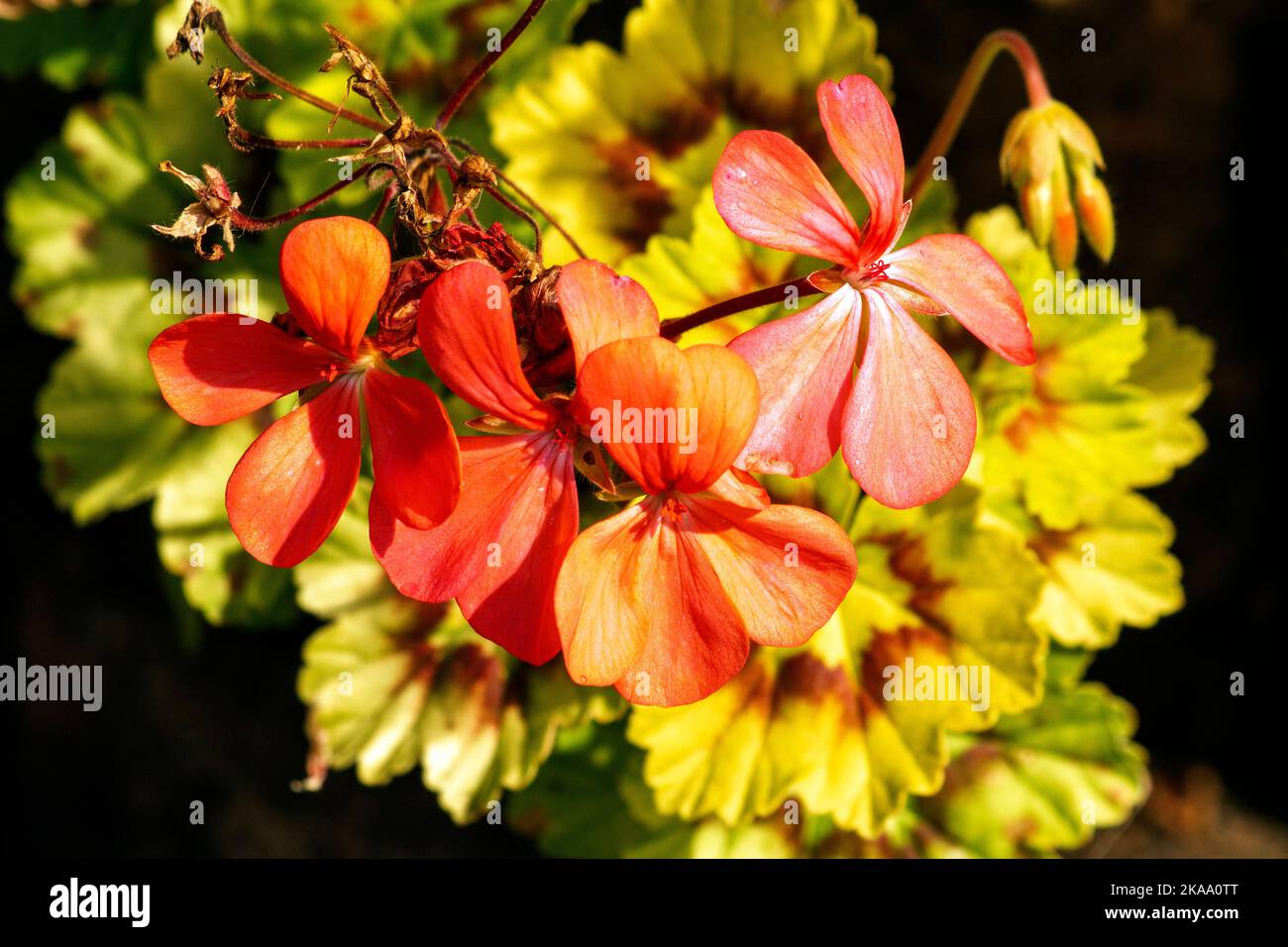 Orange geranium (Pelargonium) flowers at a garden in Sydney, NSW ...