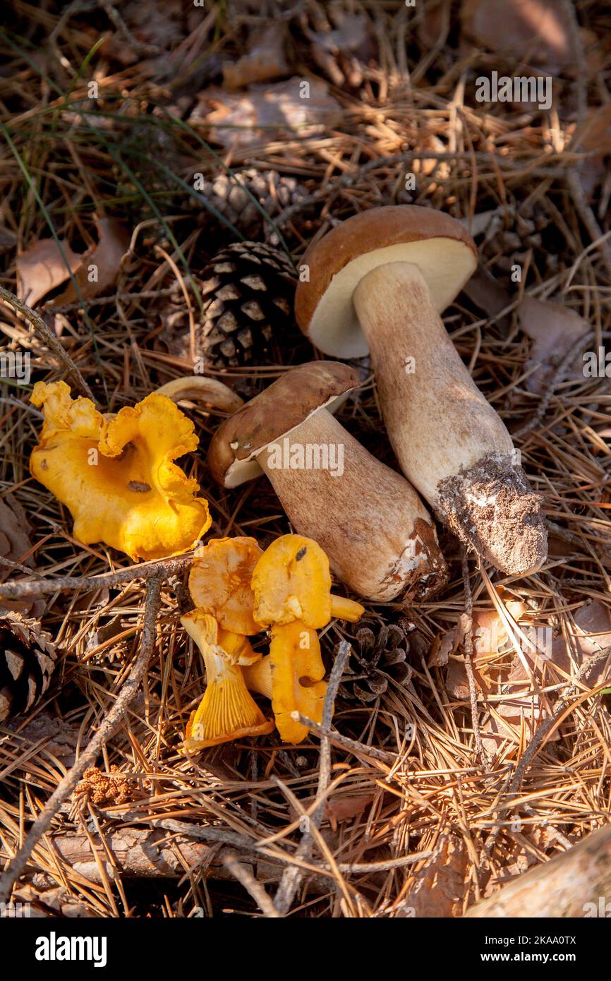 Crop of forest edible mushrooms - boletus and chanterelle mushrooms ...