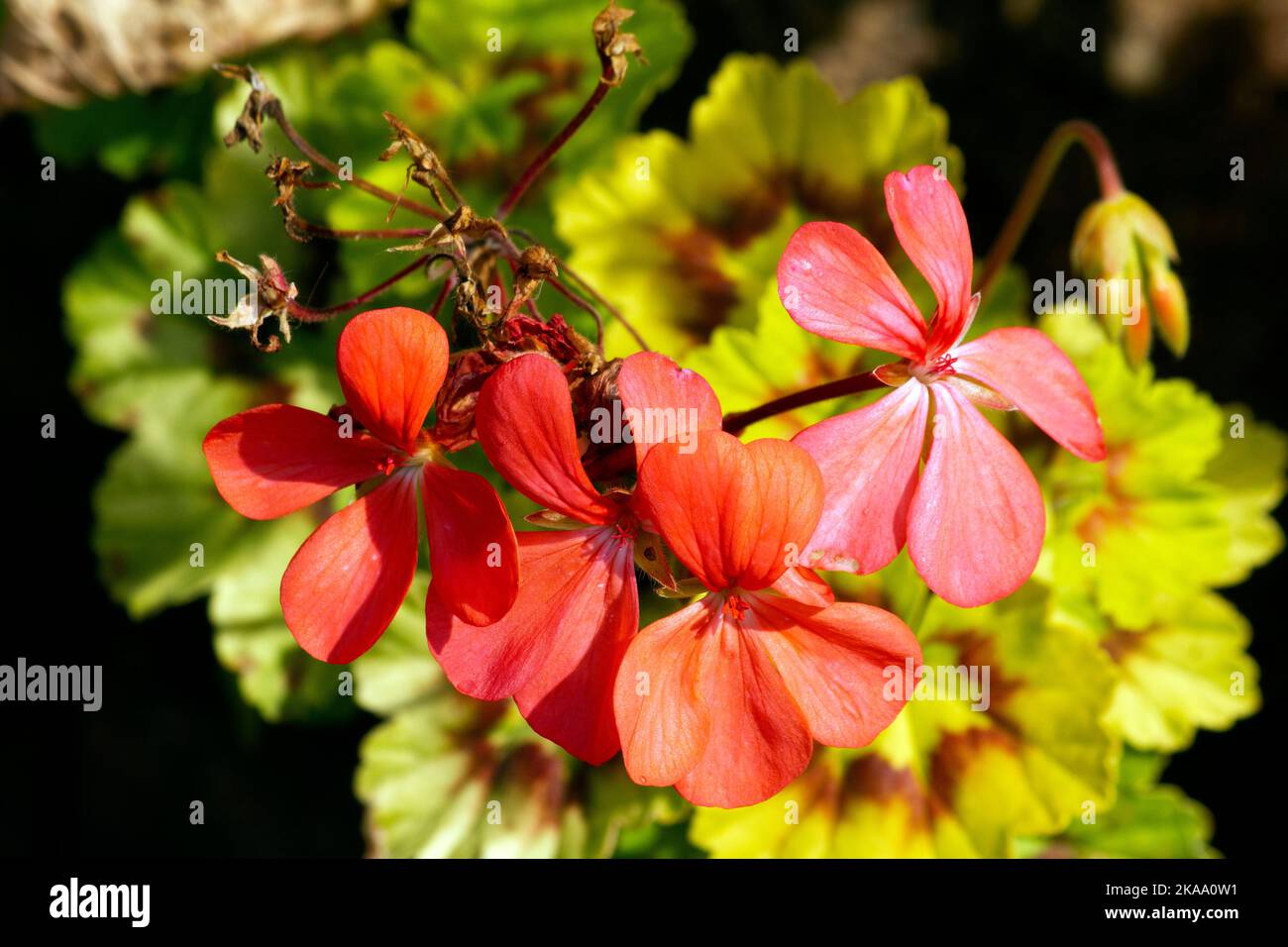 Orange geranium (Pelargonium) flowers at a garden in Sydney, NSW ...