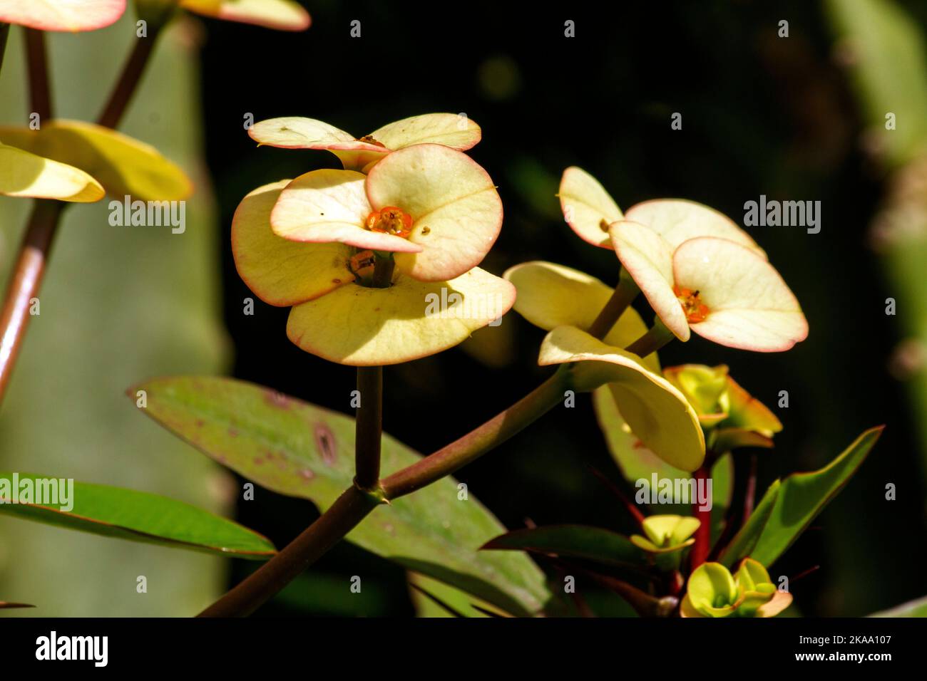 Close-up of Yellow Christ Thorn Flower (Euphorbia Milli Desmoul) in ...