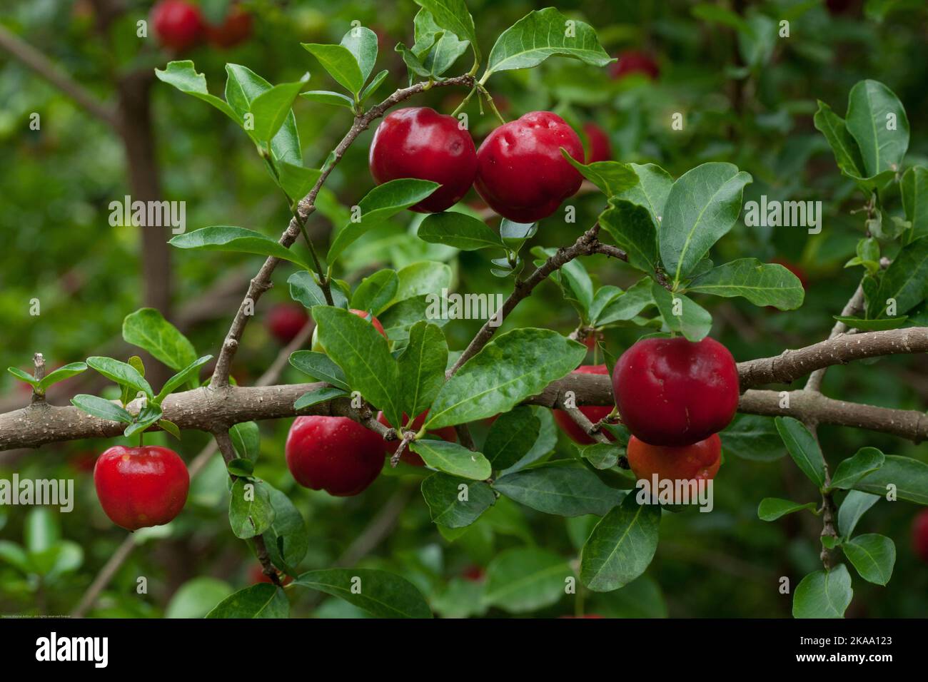 The red plump Brazilian acerola fruits on the tree branch Stock Photo ...
