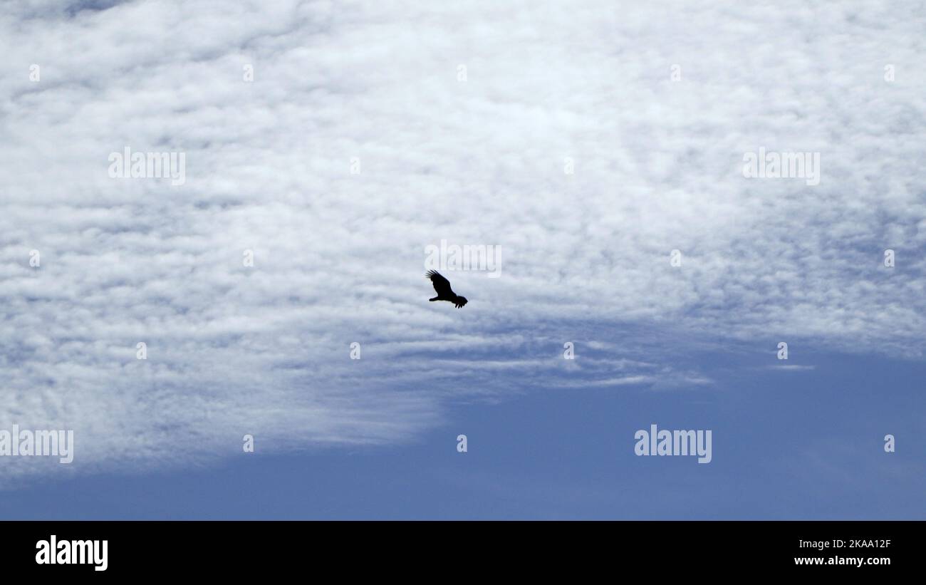A low-angle shot of a black Andean condor flying with his wings wide ...