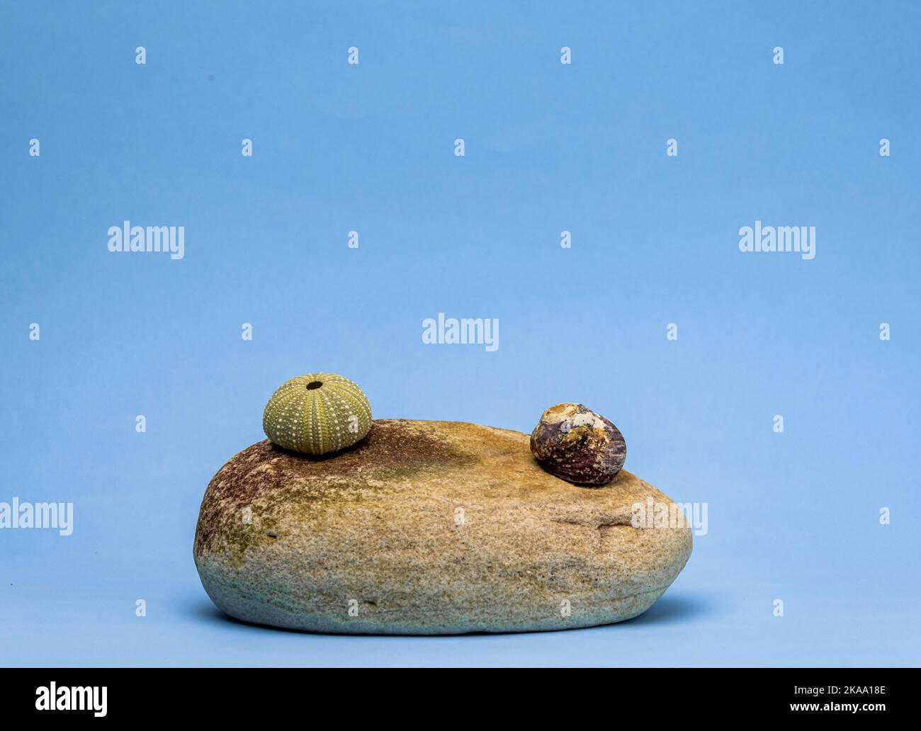 A close-up shot of a two green sea urchin shell on a granite stone on a ...