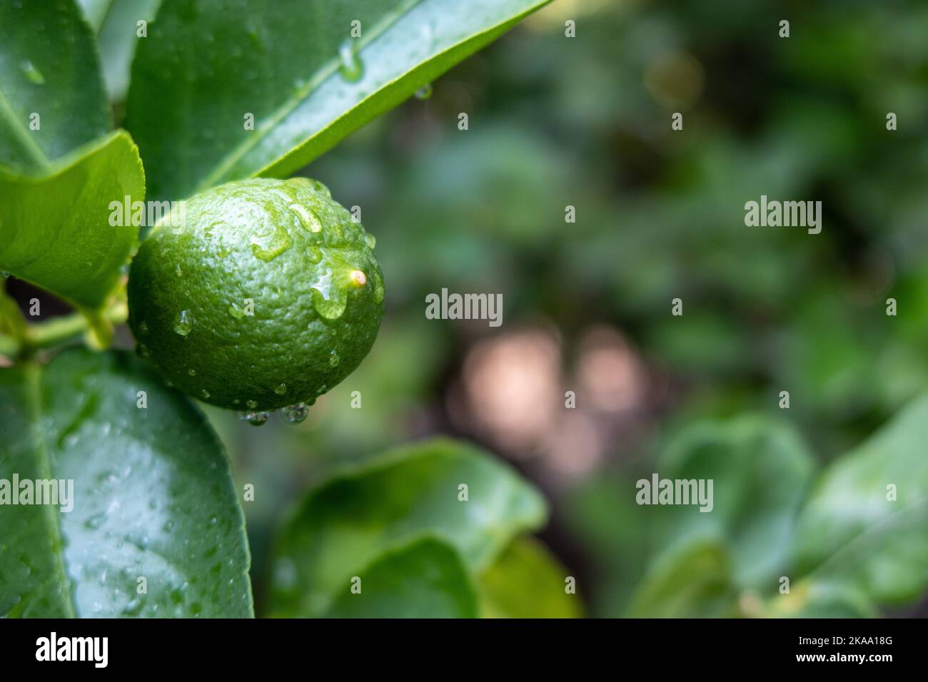 A Lemon among green leaves with rainwater drops Stock Photo - Alamy
