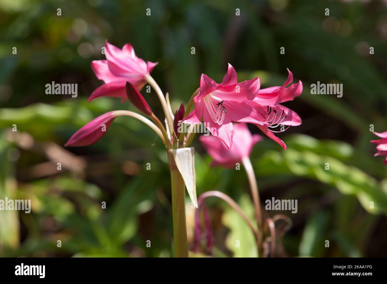 A closeup of pink Orange river lily flowers in the garden on a blurred ...