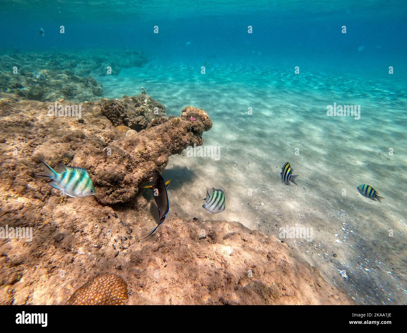 Colorful tropical fish Sohal Surgeon fish (Acanthurus Sohal) tang ...