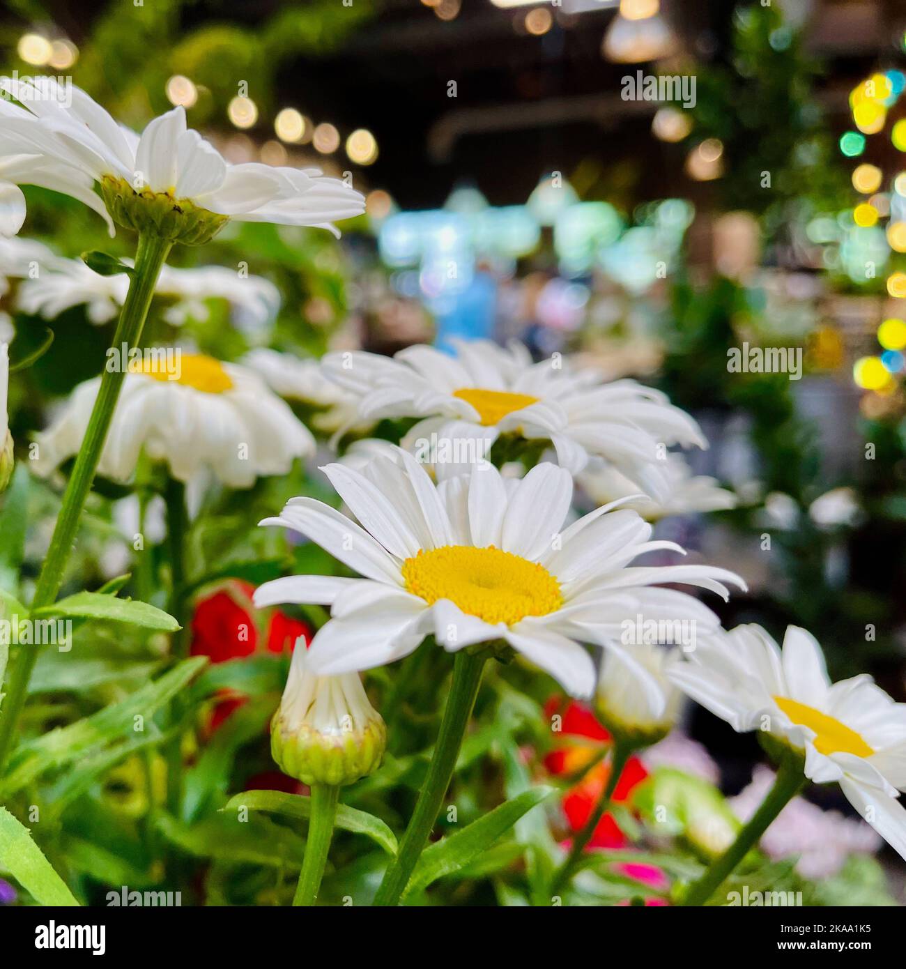 Closeup dasies hi-res stock photography and images - Alamy