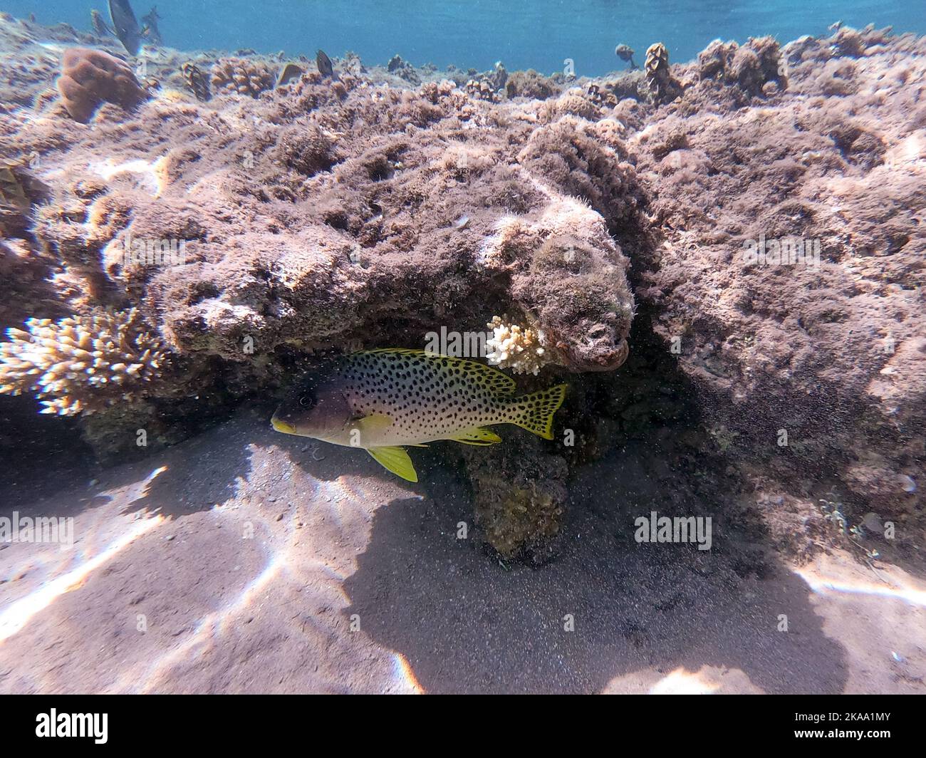 Close up view of Colorful tropical blackspotted rubberlip fish or ...