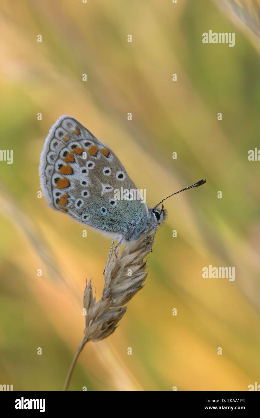 Natural closeup on a blue Icarus butterfly, Polyommatus icarus, sitting ...