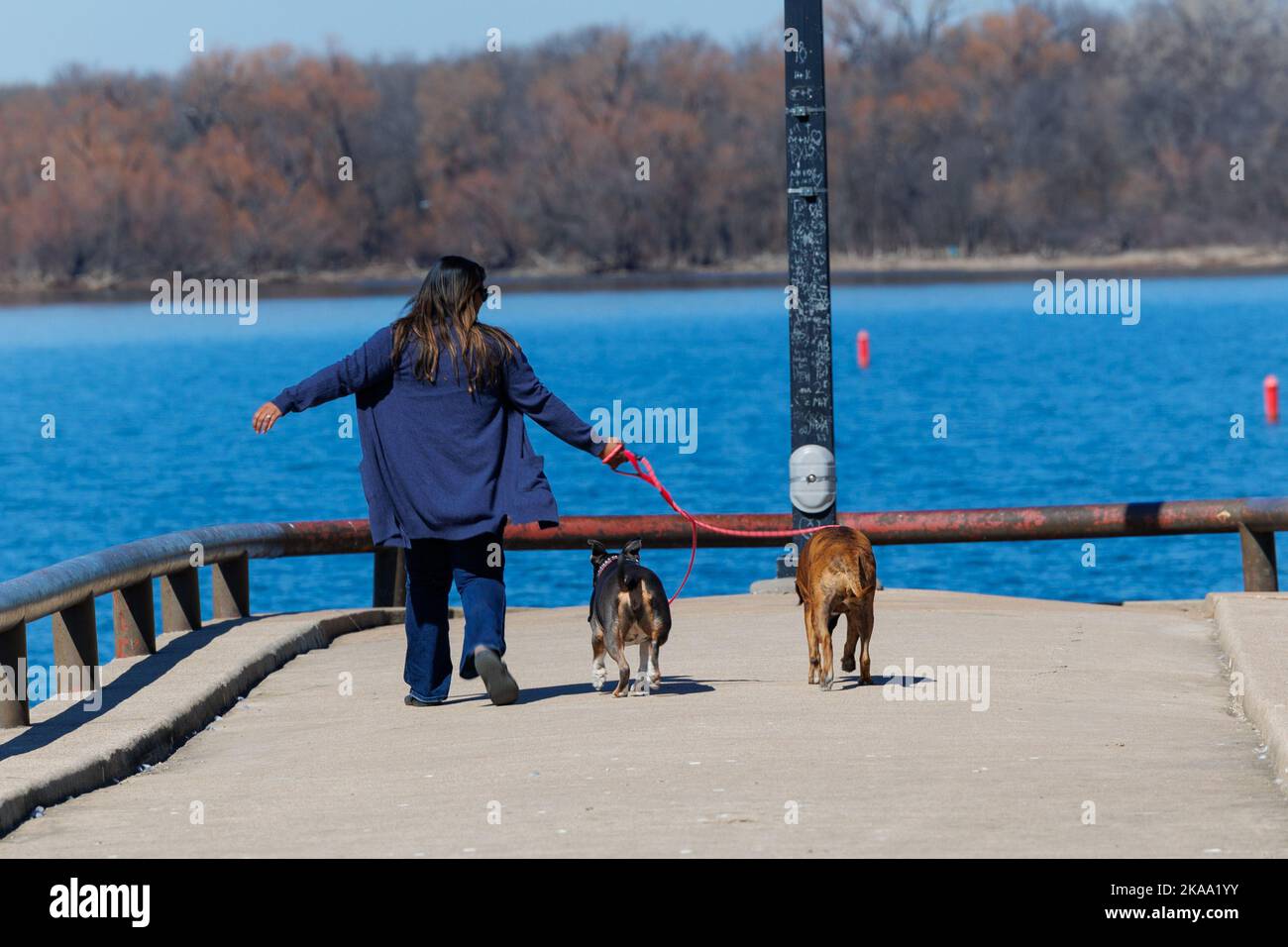 Female woman lady walking dogs hi-res stock photography and images - Alamy