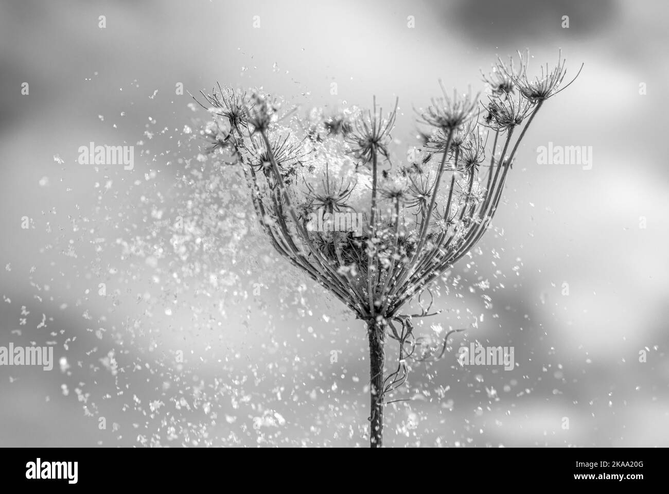 Dormant dormant Black and White Stock Photos & Images - Alamy