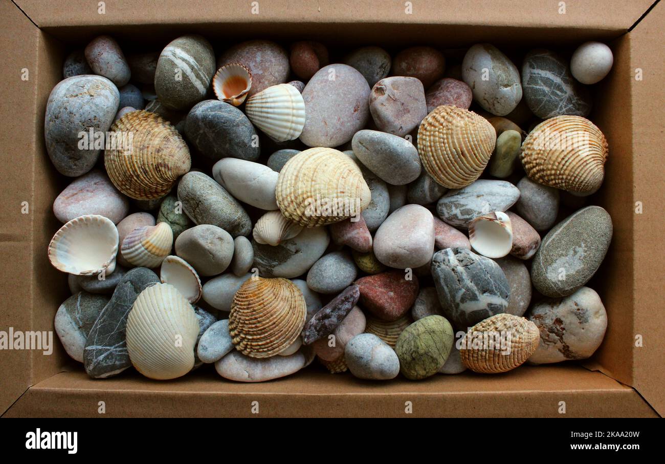 Pebble stones and seashells in cardboard box detailed top view Stock ...