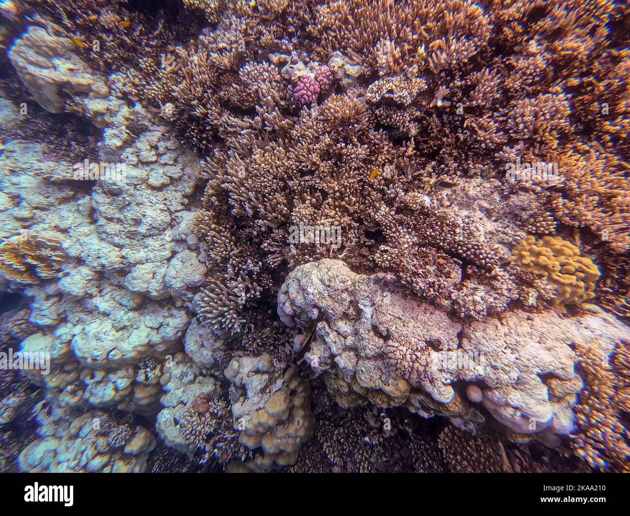 Underwater panoramic view of coral reef with tropical fish, seaweeds ...