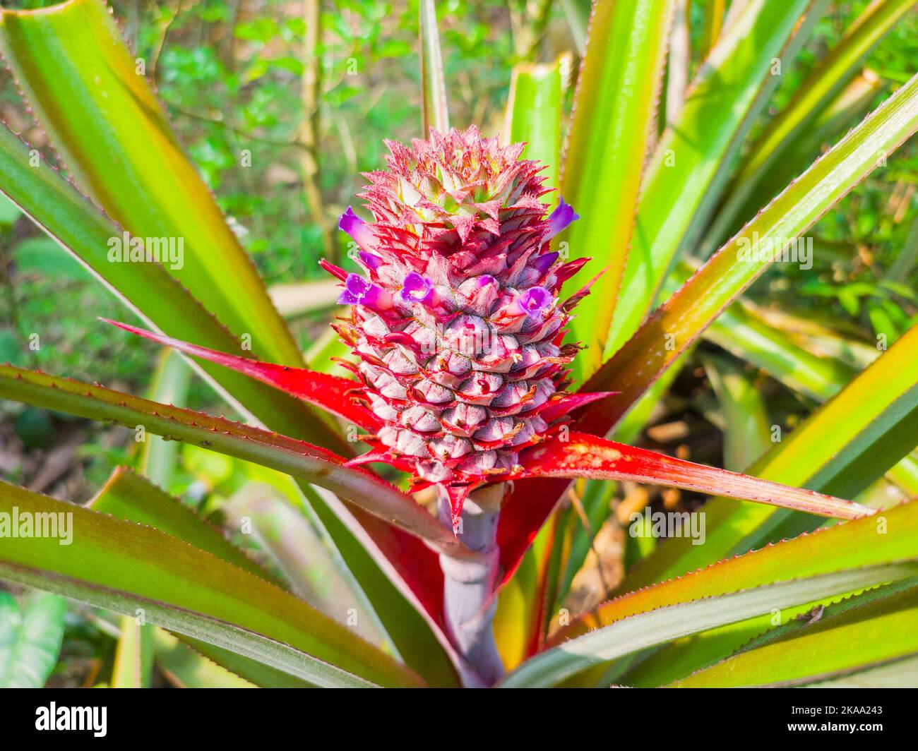 A close-up of an immature, small pineapple growing in a garden with a ...