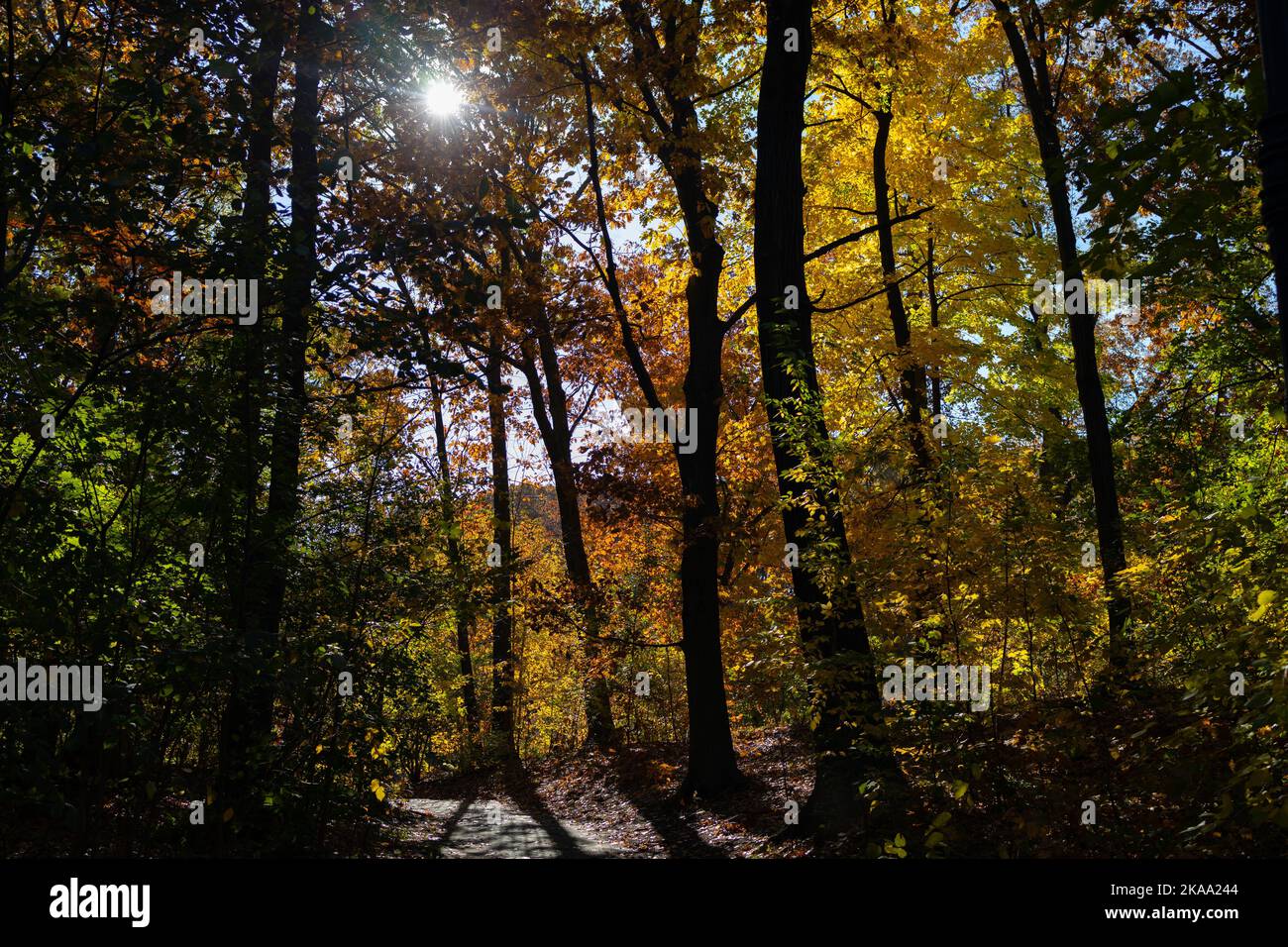 The sunlight appearing through the colorful trees of autumn in a ...