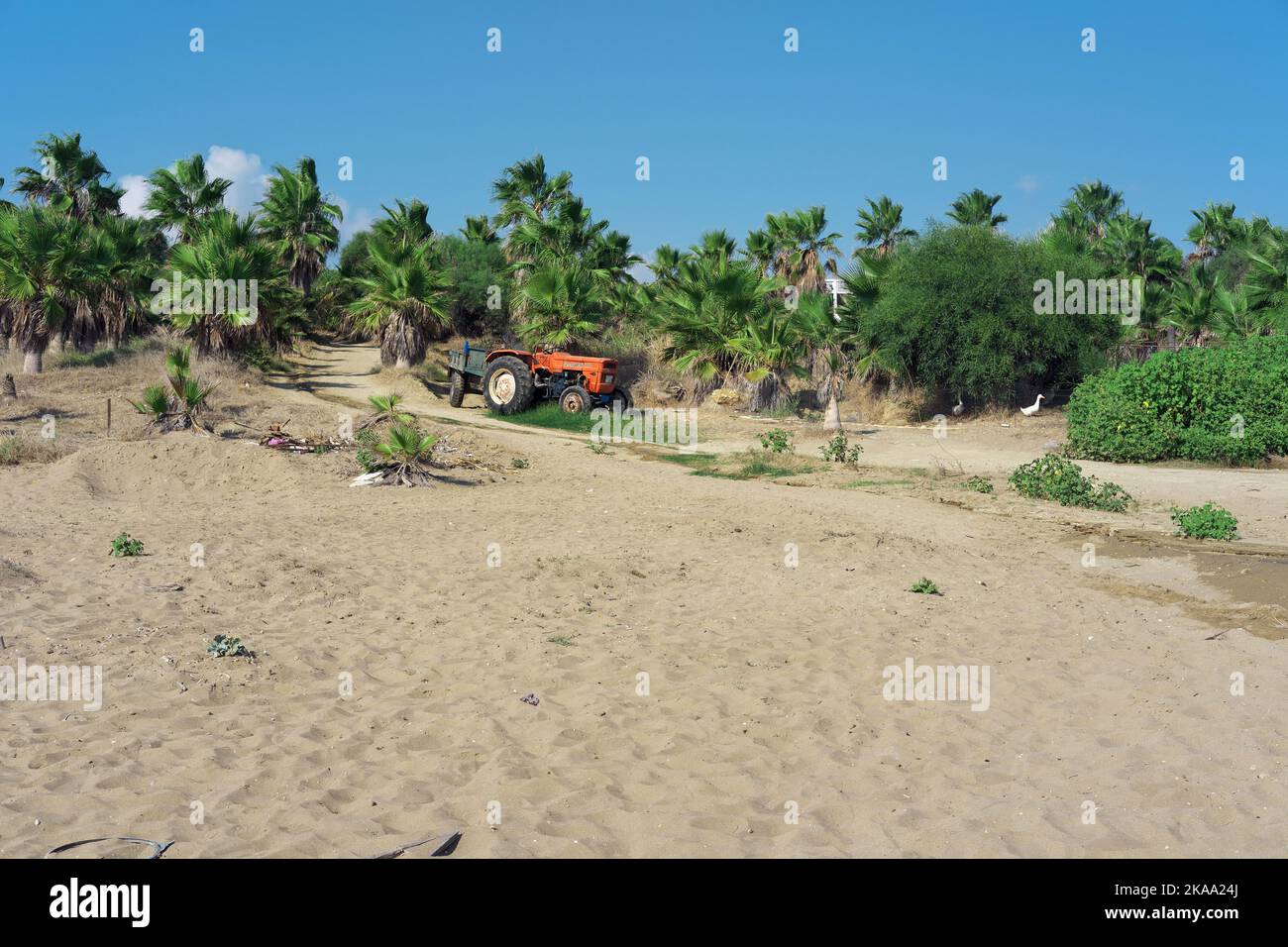 Tractor at sandy beach with palm trees at the background Stock Photo ...
