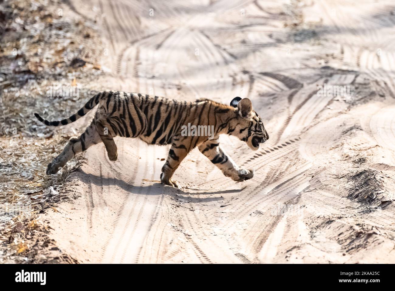 A wild baby tiger, two months old, crossing the dirt road in the forest ...