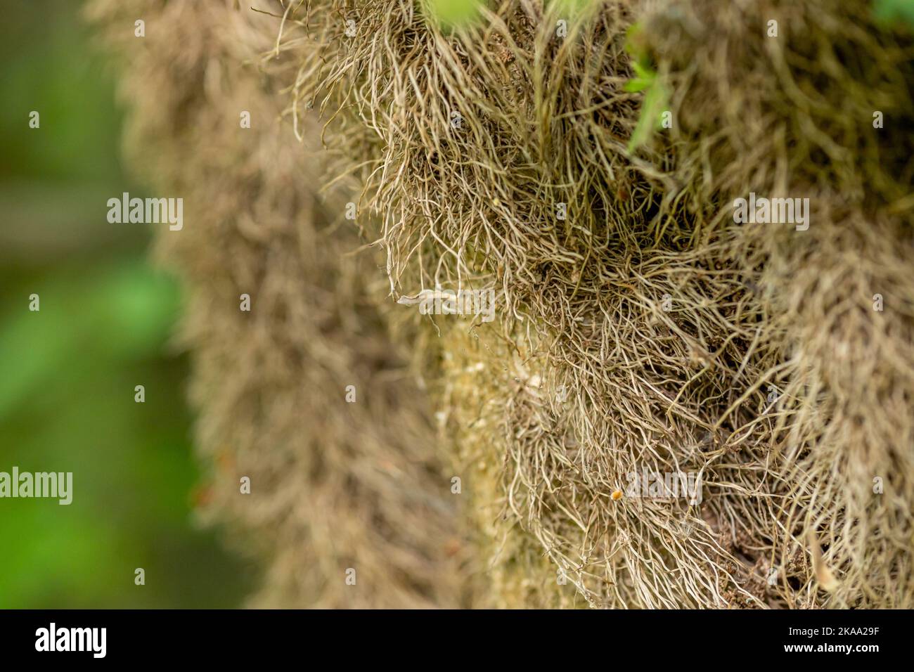 A closeup of a dry wild plant in Csacsi arboretum in Zalaegerszeg ...