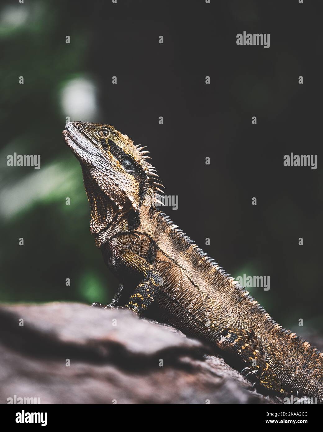 A vertical shot of a lizard on the rock isolated on a blurred ...