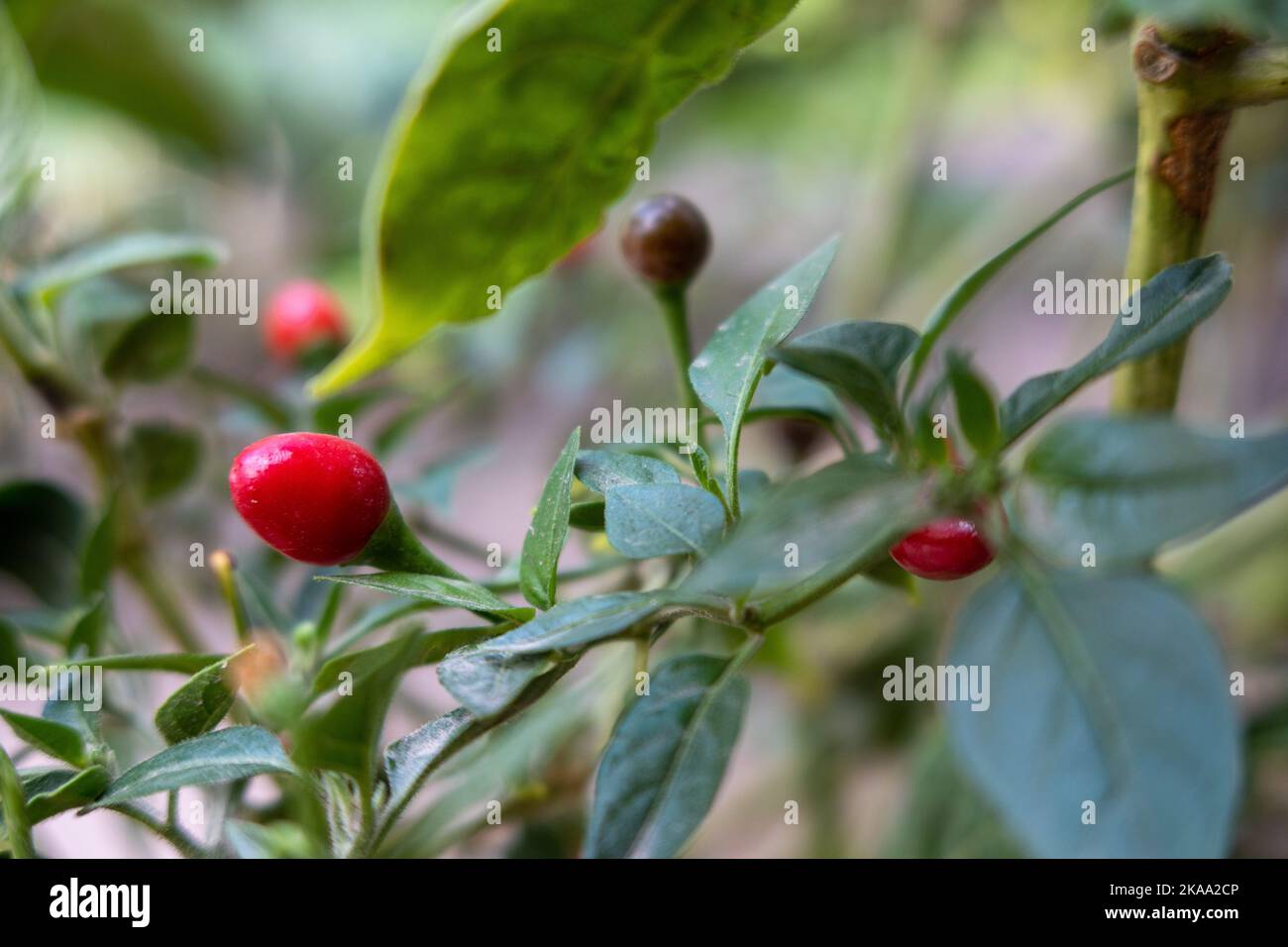 Birds eye chilli flower hi-res stock photography and images - Alamy
