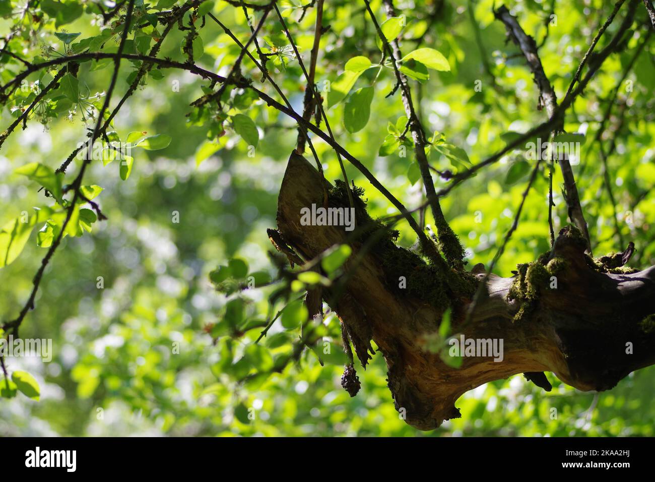 Overgrown apple tree hi-res stock photography and images - Alamy