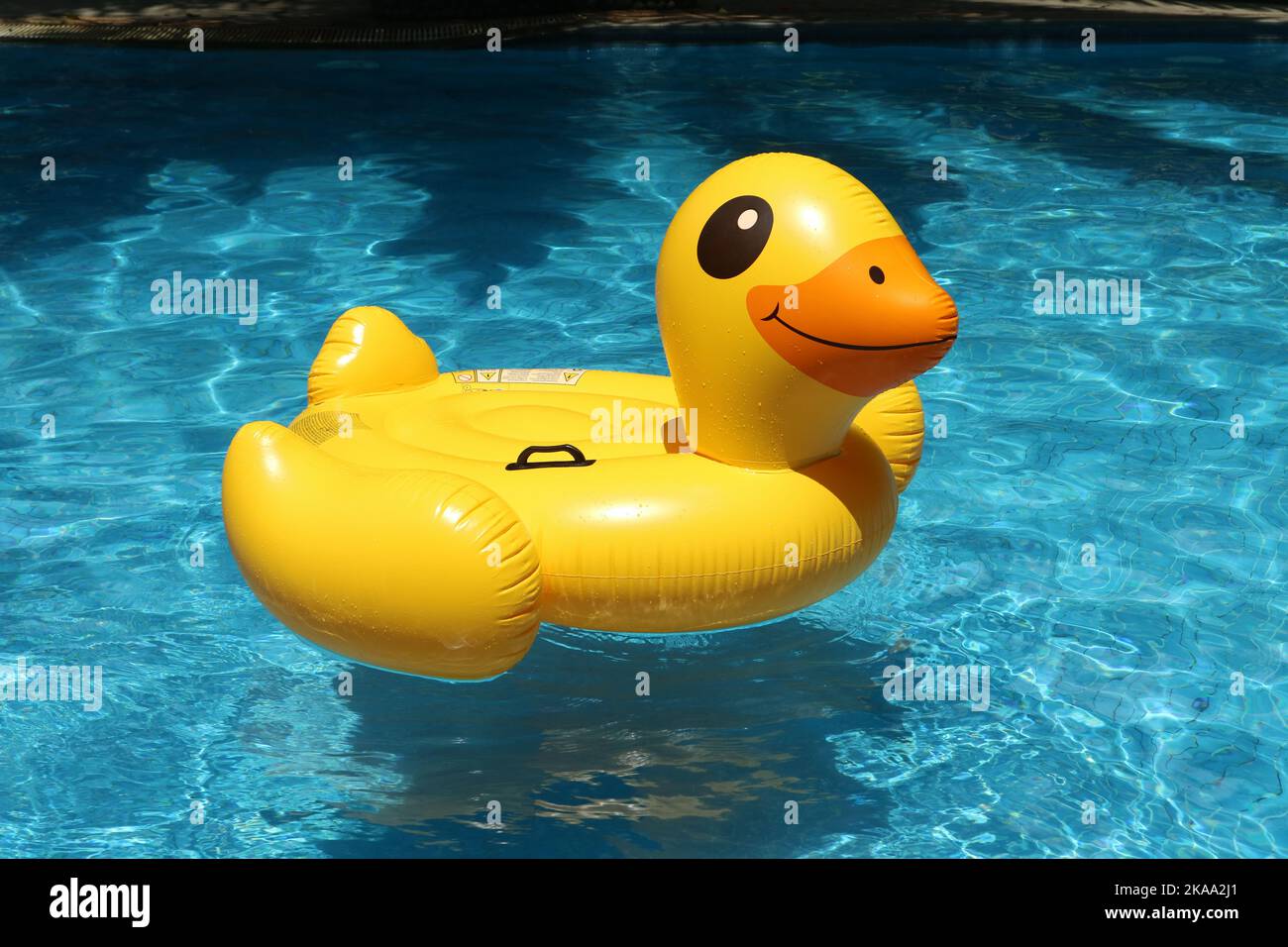 An inflated yellow swan balloon in the swimming pool Stock Photo - Alamy
