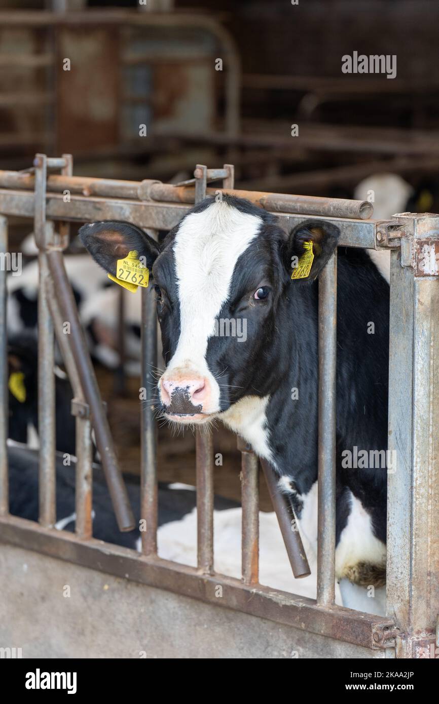 A vertical view of cow with black and white skin in a milk farm Stock ...