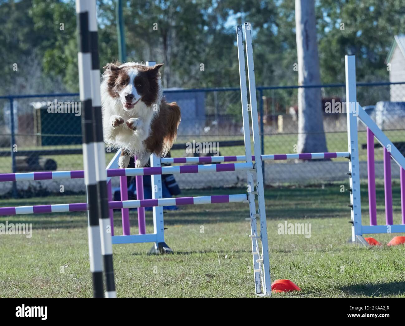 Many obstacles on a dog agility field . Dogs moving quickly from one ...