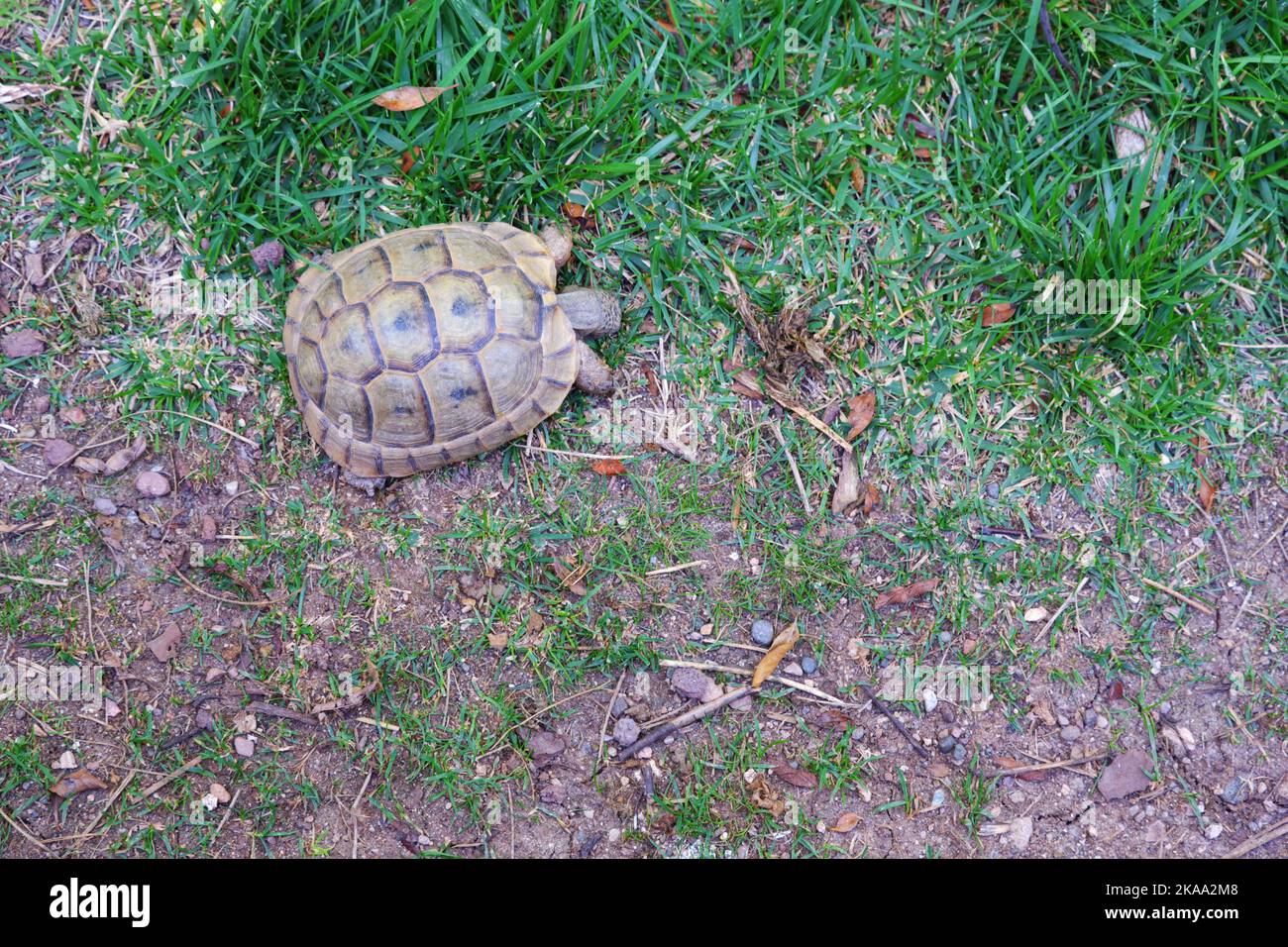 Land turtles hi-res stock photography and images - Alamy
