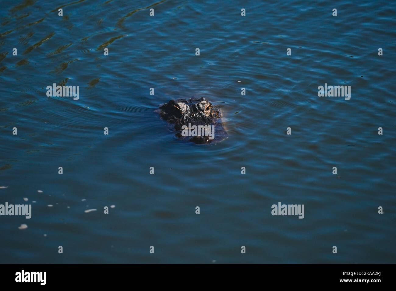 An American alligator floating in water Stock Photo - Alamy