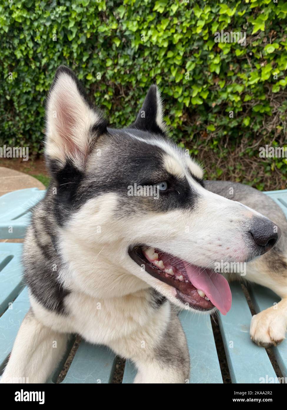 Siberian husky dog resting next to the pool Stock Photo - Alamy