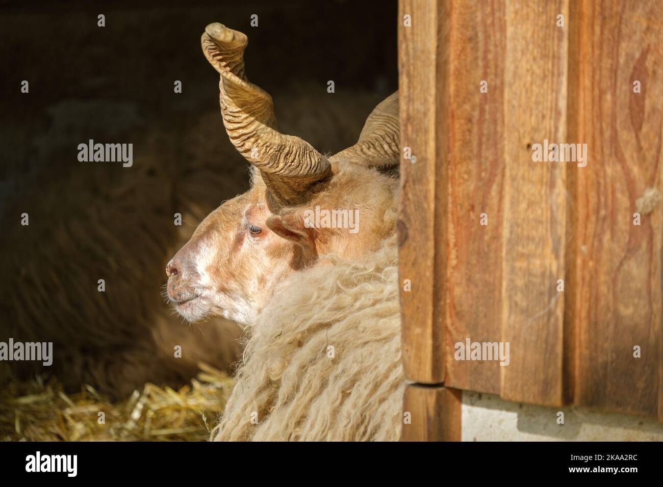 A closeup of a goat with big horns lying in the barn in Haag zoo Stock ...