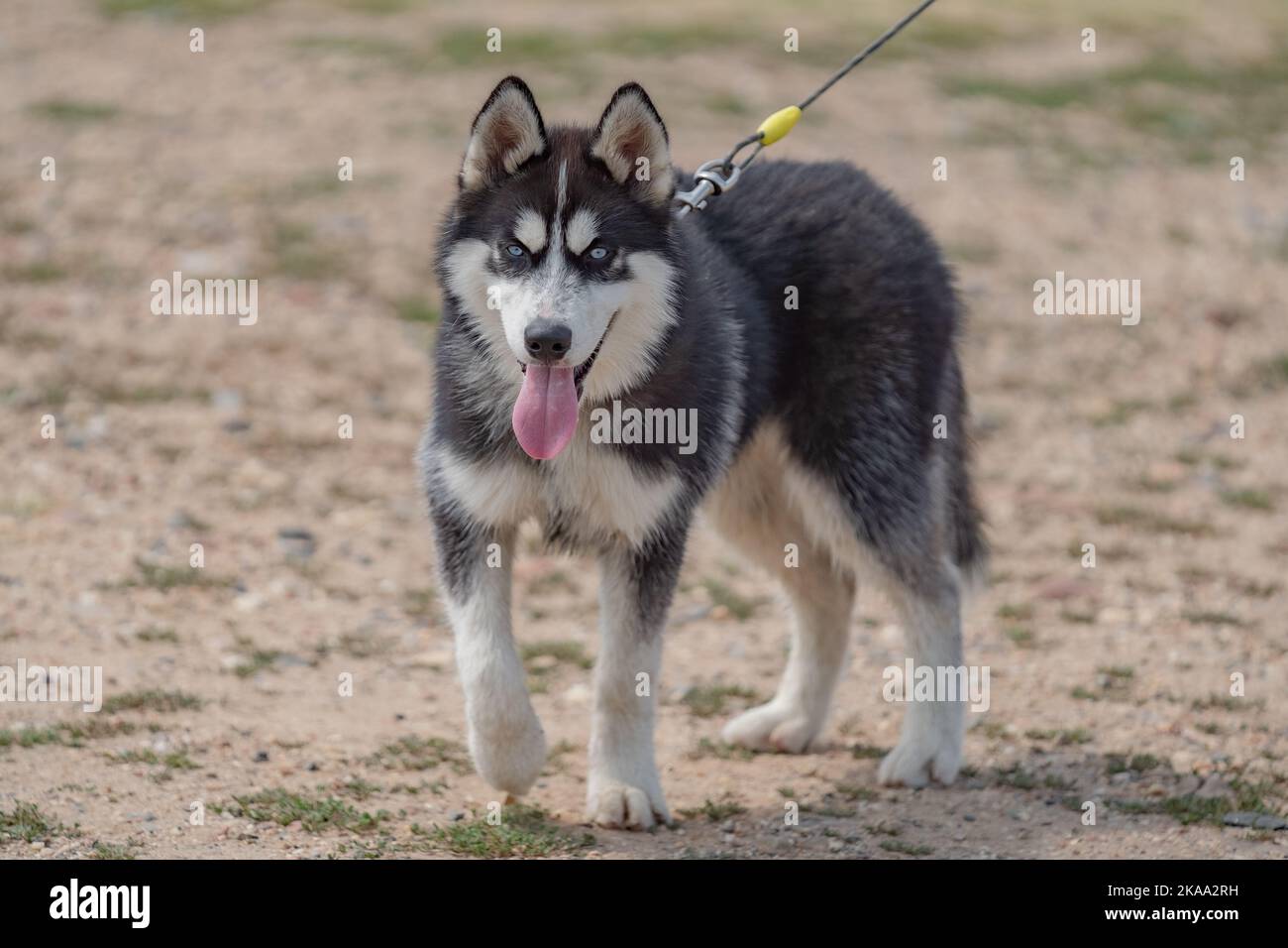 A closeup of a Siberian Husky dog with leash in the sunny outdoors ...