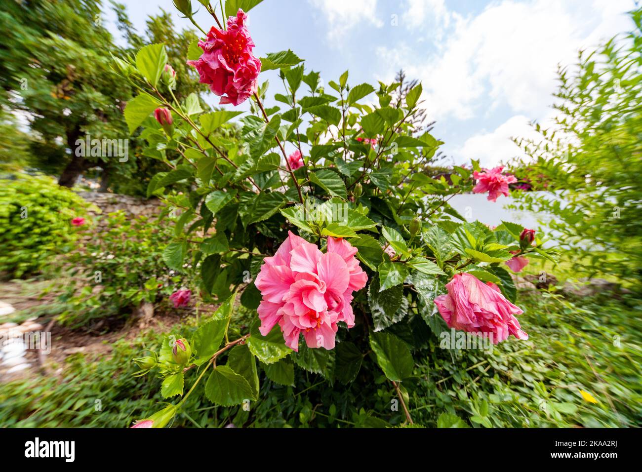 A shallow focus shot of pink Shoeblackplant (Hibiscus rosa-sinensis ...