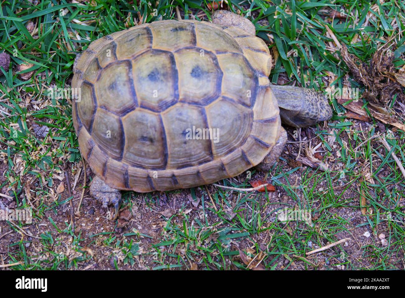 Land turtle hi-res stock photography and images - Alamy